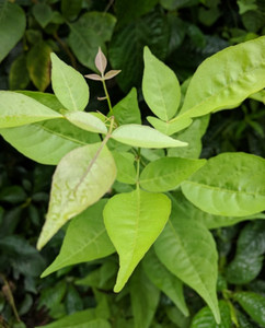 Greenery Nursery Bel Plant Price in India - Buy Greenery Nursery Bel ...