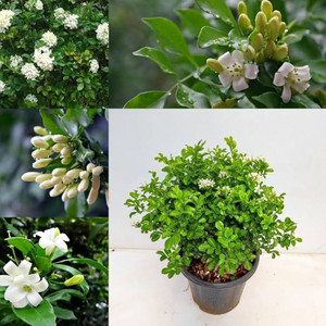 ARYAN EVERGREEN Madhu Kamini Plant Price in India - Buy ARYAN EVERGREEN ...