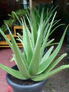 Cloud Farm Aloe Vera Plant Price in India - Buy Cloud Farm Aloe Vera ...