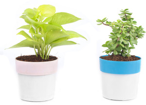 Phulwa Golden Money Plant Price in India - Buy Phulwa Golden Money ...