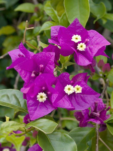 Mohomaya Bougainvillea Plant Price in India - Buy Mohomaya ...