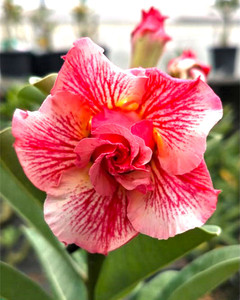 Cloud Farm Adenium Plant Price in India - Buy Cloud Farm Adenium Plant ...