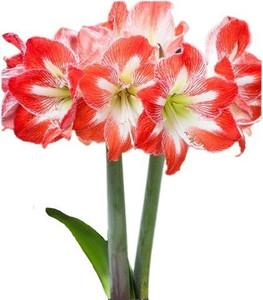 PI AGRO FARMS Lily Plant Price in India - Buy PI AGRO FARMS Lily Plant ...