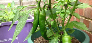 KUMUBON Mirch/Chilli Plant Price in India - Buy KUMUBON Mirch/Chilli ...