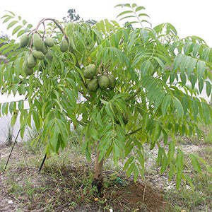 Risenshine Amra Plant Price in India - Buy Risenshine Amra Plant online ...