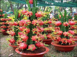 HALDER Dragon Tree Price in India - Buy HALDER Dragon Tree online at ...