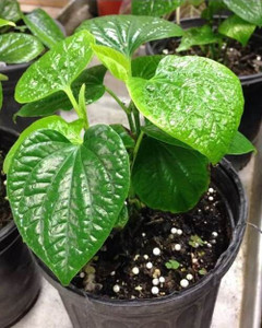 RINVOTUS Betel Leaf Plant Price in India - Buy RINVOTUS Betel Leaf ...