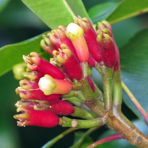 Darjeeling Planters Clove Plant Price in India - Buy Darjeeling ...