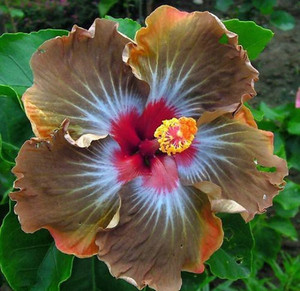 Unique garden Hibiscus Plant Price in India - Buy Unique garden ...