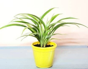 PetalPath Spider Plant Price in India - Buy PetalPath Spider Plant ...