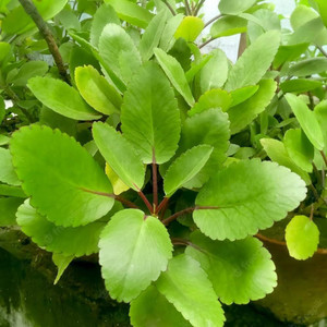 Platone Bryophyllum Pinnatum/Patharchatta Plant Price in India - Buy ...