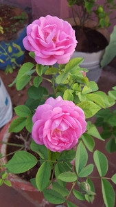 ANUSHKA GREEN BLISS Rose Plant Price in India - Buy ANUSHKA GREEN BLISS ...