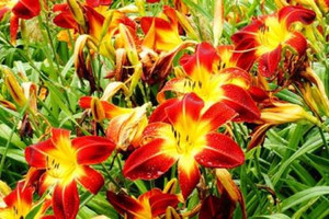 HALDER Lily Plant Price in India - Buy HALDER Lily Plant online at ...