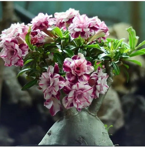 Cloud Farm Adenium Plant Price in India - Buy Cloud Farm Adenium Plant ...