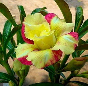 Cloud Farm Adenium Plant Price in India - Buy Cloud Farm Adenium Plant ...