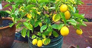 HALDER Sweet Lemon Plant Price in India - Buy HALDER Sweet Lemon Plant ...
