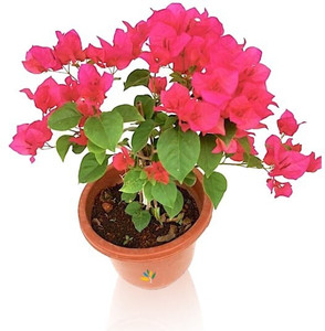 Agacha Bougainvillea Plant Price in India - Buy Agacha Bougainvillea ...