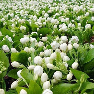 Selpline Jasmine Plant Price in India - Buy Selpline Jasmine Plant ...