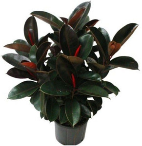 GreenyOn Rubber Tree Price in India - Buy GreenyOn Rubber Tree online ...