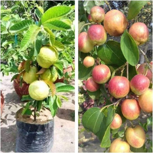 PetalPath Guava Plant Price in India - Buy PetalPath Guava Plant online ...