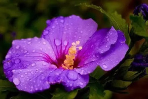 Fulmala Nursery Hibiscus Plant Price in India - Buy Fulmala Nursery ...