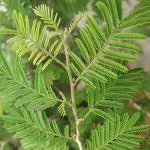 Cloud Farm Bryophyllum Pinnatum/Patharchatta Plant Price in India - Buy ...