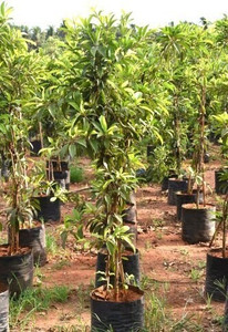 Fulmala Nursery Chiku Plant Price in India - Buy Fulmala Nursery Chiku ...