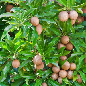 KrishnaNursery Chiku Plant Price in India - Buy KrishnaNursery Chiku ...