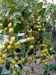 GreenyOn Ber Apple Plant Price in India - Buy GreenyOn Ber Apple Plant ...