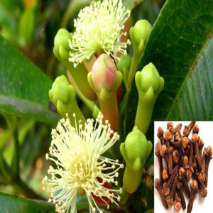 Arlo Clove Plant Price in India - Buy Arlo Clove Plant online at ...