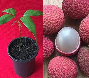 Fulmala Nursery Litchi Plant Price in India - Buy Fulmala Nursery ...