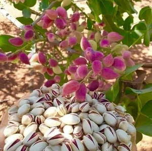 Greenery Nursery Pistachio Plant Price in India - Buy Greenery Nursery ...