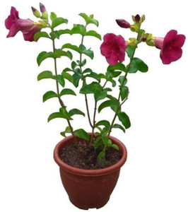 GreenyOn Madhumalti/Rangoon Creeper Price in India - Buy GreenyOn ...