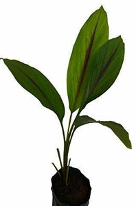 PB REBA PLANT Turmeric Plant Price in India - Buy PB REBA PLANT ...