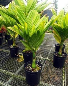 Bakuchi Betel Nut/Supari Plant Price in India - Buy Bakuchi Betel Nut ...