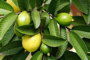 Fulmala Nursery Guava Plant Price in India - Buy Fulmala Nursery Guava ...