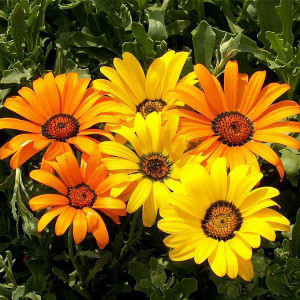 KNESSiN Osteospermum, African Daisy Dimorphotheca Mixed Color - Flower ...