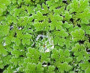 the green dotcom lemna minor seeds/azolla seeds 1220 Seed Price in ...