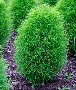 XOLDA kochia fire bush Seed Price in India - Buy XOLDA kochia fire bush ...