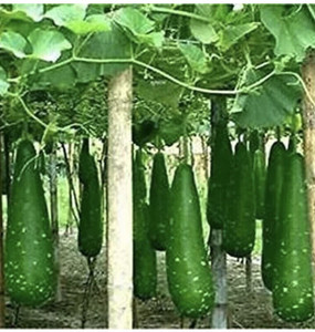 Arshiayat Bangladeshi Hazari Hybrid Long Bottle Gourd Seed Price in ...