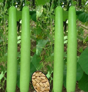 Pbevergreen bottle gourd/ long louki seed pack of 25 only Seed Price in ...