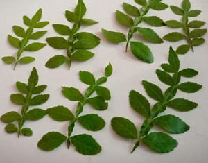 RRNURSERY maha vilvam seeds Seed Price in India - Buy RRNURSERY maha ...