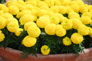 Seedsqlty genda seeds hybrid, high germination (100 seeds) Seed Price ...