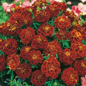 PLANTZON Marigold Red Genda Phool Seed Price in India - Buy PLANTZON ...