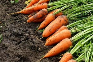 LIFELEX Carrot Seeds, Gajar Seed Price in India - Buy LIFELEX Carrot ...