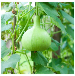 Avysa Round Bottle Gourd, Ghiya Seed Price in India - Buy Avysa Round ...