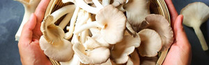 Aero Seeds Button mushroom seed,organic,Healthy,Vegetable seed,Pack of ...