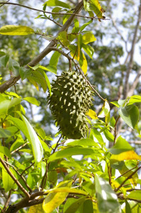 ASPEN Mull Seetha Palam | Lakshman Phal Healthy Live Plant | Not a Seed ...