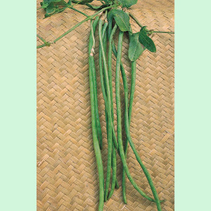 GREENSEA Yard Long Bean, Barbati, Long Bean Seed Price in India - Buy ...