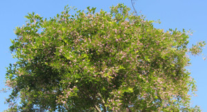 ASPEN Punga Maram | Pongam | Honge Mara Millettia Pinnata Healthy Live ...